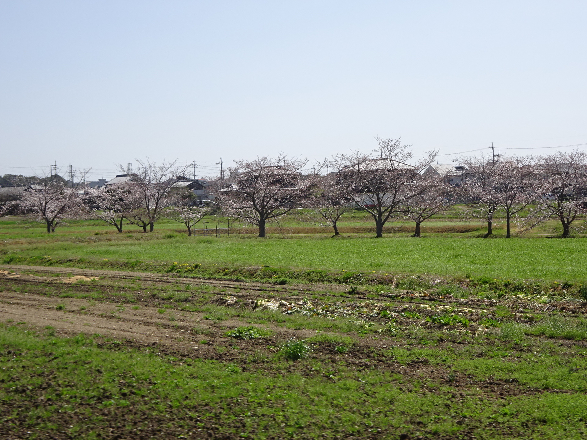 曇川の桜: OZMAのセカンドライフ